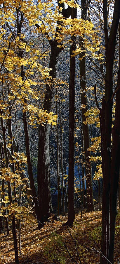 High Angle View of the Valley of Maple Trees in Autumn Stock Photo ...