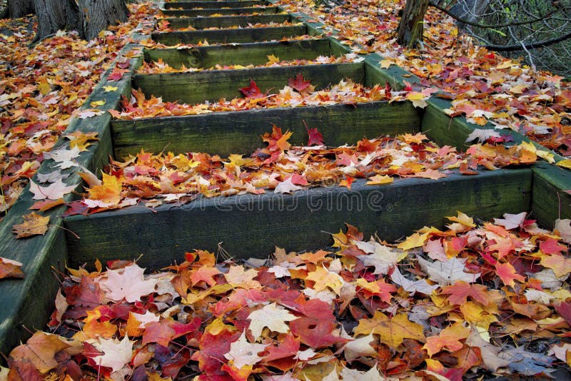 High Angle View of Vibrant Coloured Autumn Leaf Covered the Step in a ...