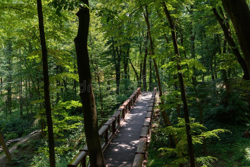 High Angle View of Wooden Bridge and Trees Stock Image - Image of ...