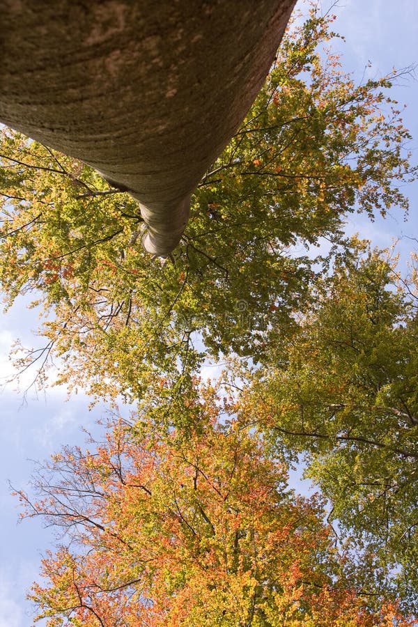 High autumn tree stock image. Image of foliage, forest - 10515611