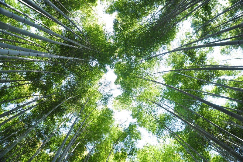 High bamboo stock photo. Image of high, botanical, forest - 25712738