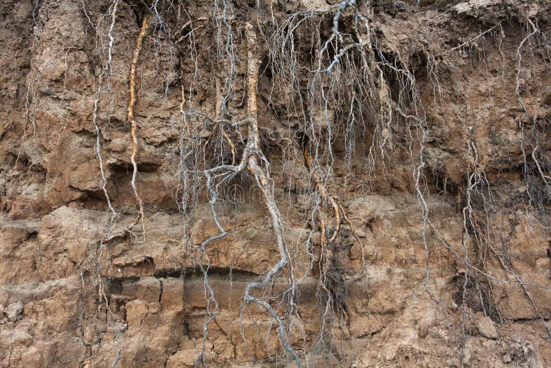 High Bank of a River with Roots of Trees Stock Photo - Image of cliff ...