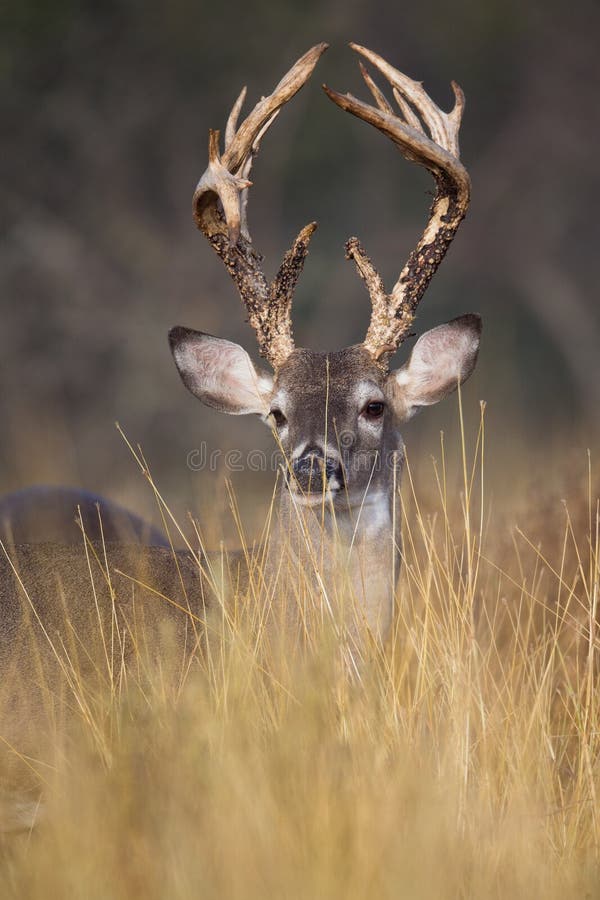 High Beamed Rack on Whitetail Buck Stock Photo - Image of beamed ...