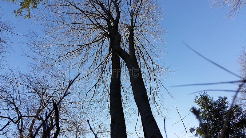High beech trees stock photo. Image of nature, national - 31525974