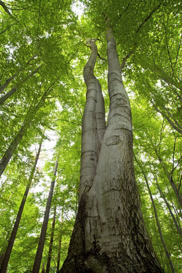 Dense Forest Beech Tree Grove Stock Image - Image of uninhabited, fagus ...