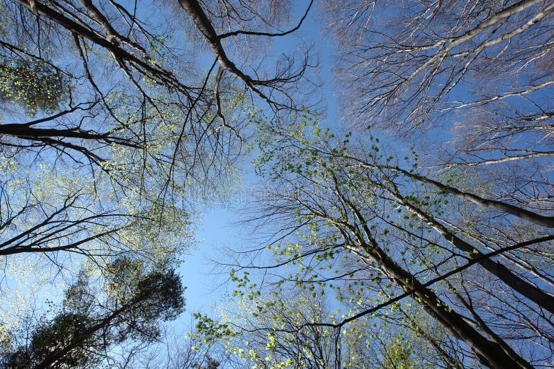 High beechen wood stock photo. Image of sustainable, trunk - 32488278