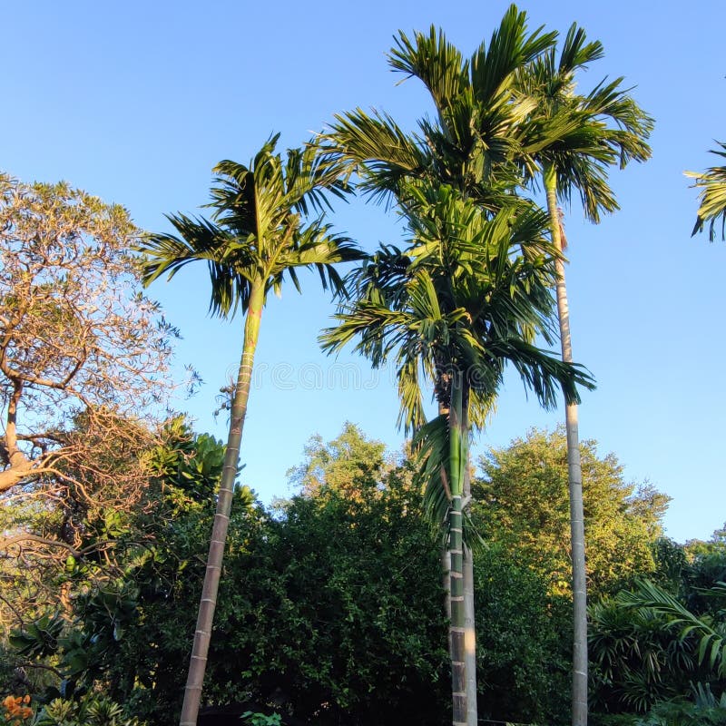 High betel tree stock photo. Image of plantation, garden - 204201600