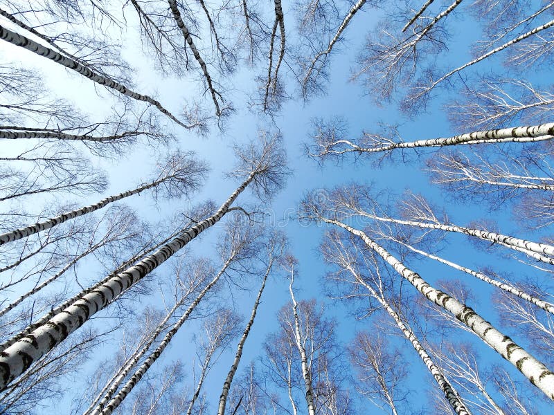 High birches in the spring stock image. Image of branches - 69860329