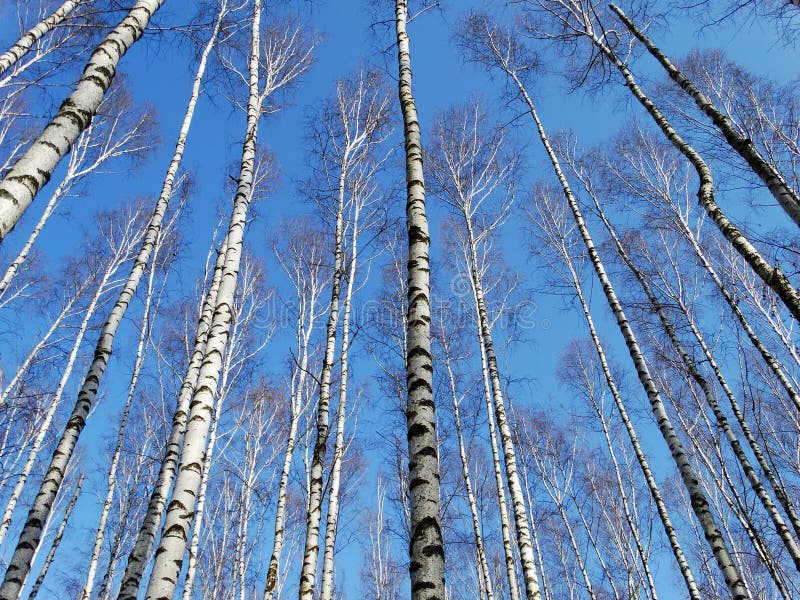 High birches in the spring stock photo. Image of high - 69860352
