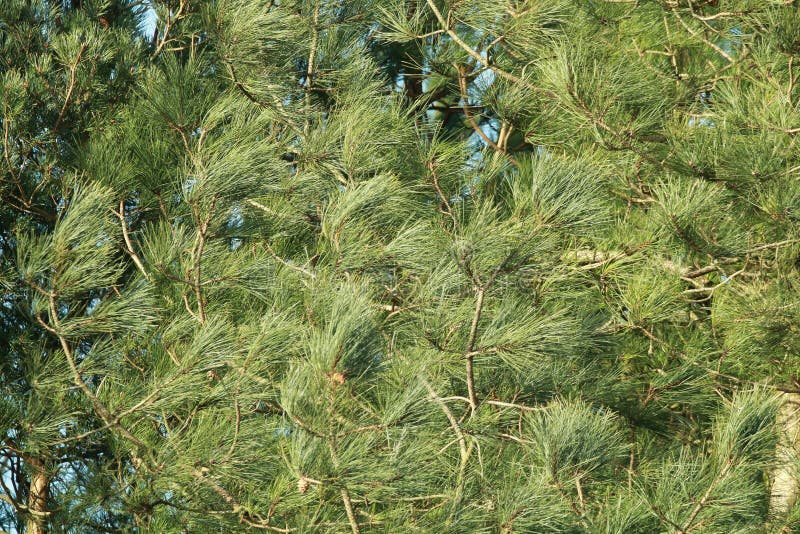 Pine tree in the wind stock image. Image of environment - 240771313