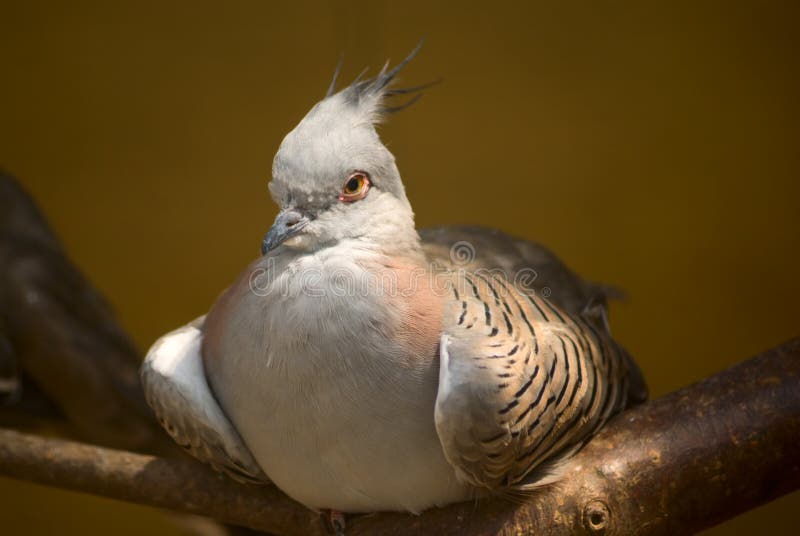 High-bred pigeon stock photo. Image of unusual, pedigree - 15151996