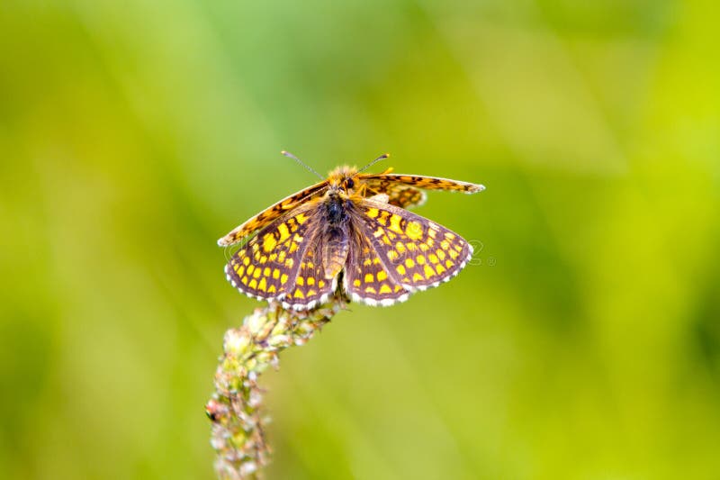 High Brown Fritillary Butterfly Stock Image - Image of fritillaries ...