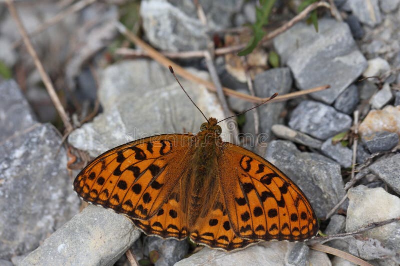 High Brown Fritillary Sitting on the Ground Seen from Above Stock Photo ...