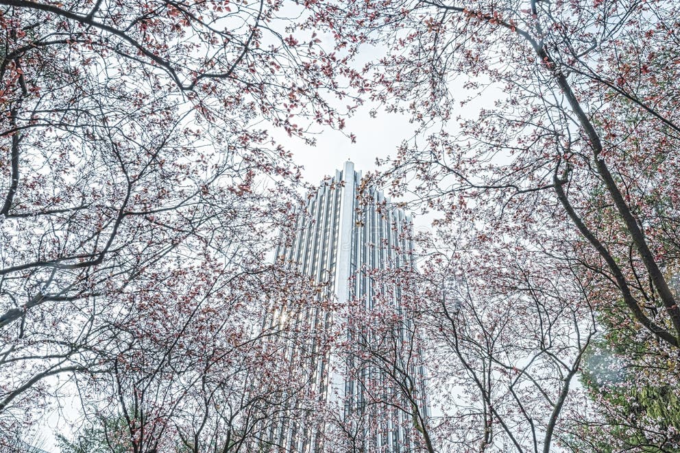 A High Building Hides in Trees Stock Photo - Image of education, blue ...