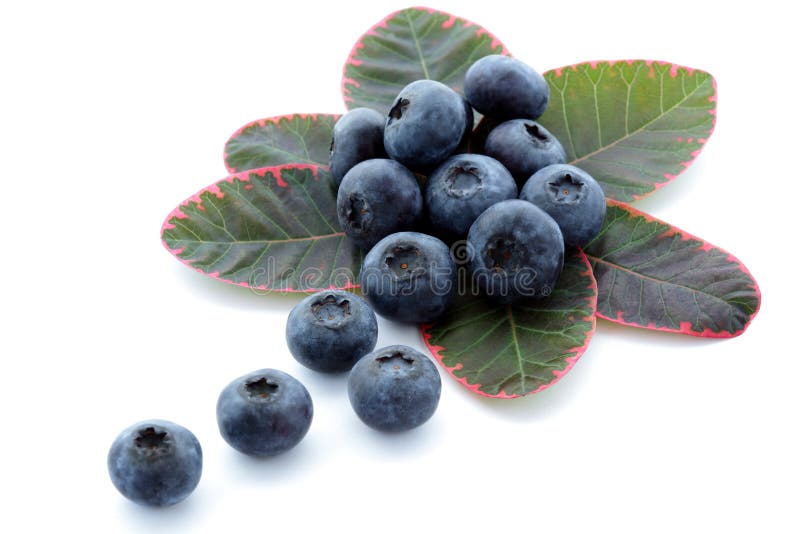 High bush blueberry stock photo. Image of background - 16085466