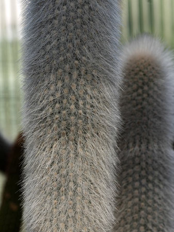 215 Round Slats Photos - Free & Royalty-Free Stock Photos from Dreamstime