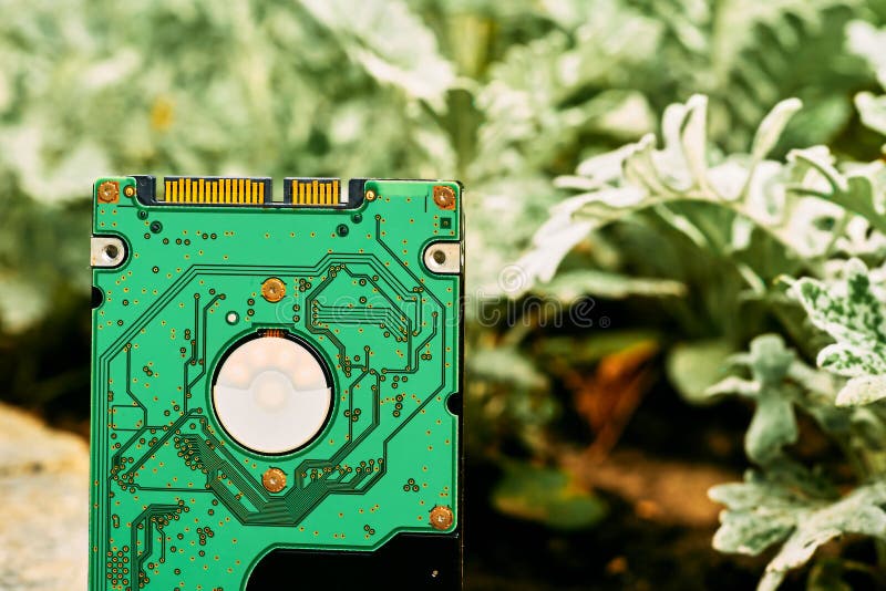 Green Internal Hard Drive for Storing Information on Flower Bed Stock ...