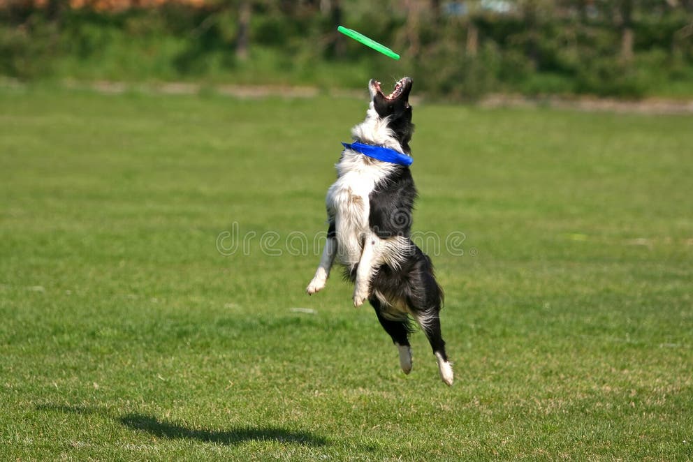 High catch stock image. Image of determination, thrive - 4962213