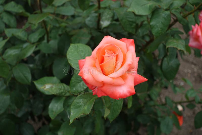 High Centered Flower of Salmon Pink Rose in June Stock Image - Image of ...