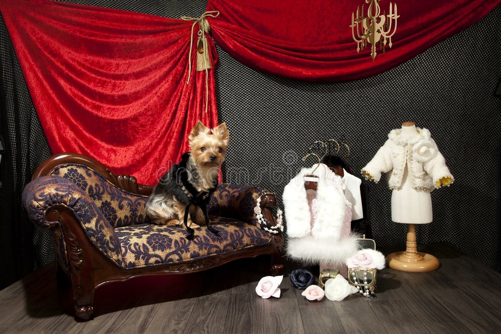 High class pooch stock image. Image of miniature, stage - 17509255