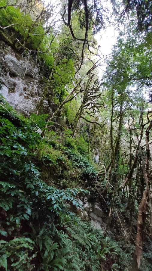 High cliff in the forest stock photo. Image of limit - 62851426