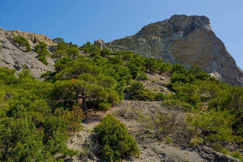 High cliffs stock photo. Image of ireland, cliffs, tree - 153921452