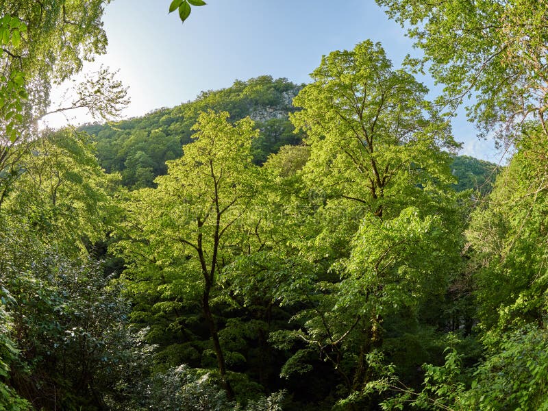 High Cliffs with a Thick Green Forest on the Slopes Stock Image - Image ...