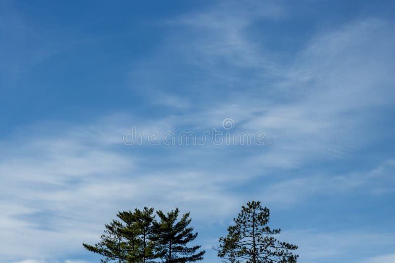 High Clouds in a Blue Sky with Pine Trees Stock Image - Image of ...