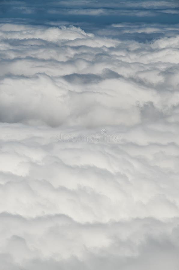 High Clouds Over Pine Cone Trees Forest Stock Photo - Image of white ...