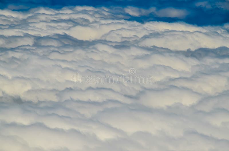 High Clouds Over Pine Cone Trees Forest Stock Image - Image of white, nature: 305312553