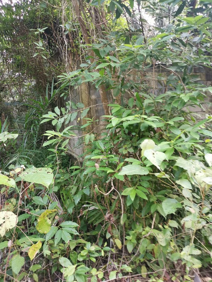 High Concrete Wall Barrier from Trespass into Property Stock Image ...