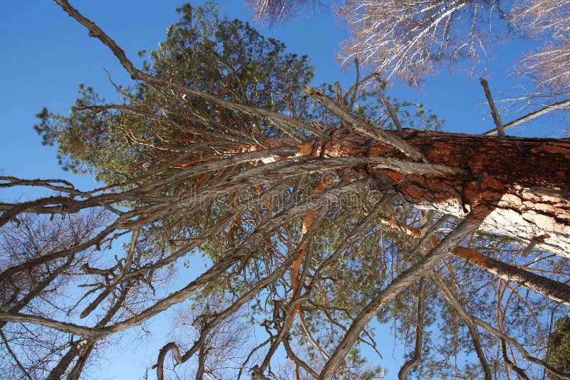 High Coniferous Tree with Large Spreading Branches. Stock Image - Image ...
