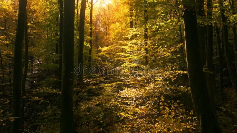 High Contrast Autumn Scenery in the Forest Stock Footage - Video of ...