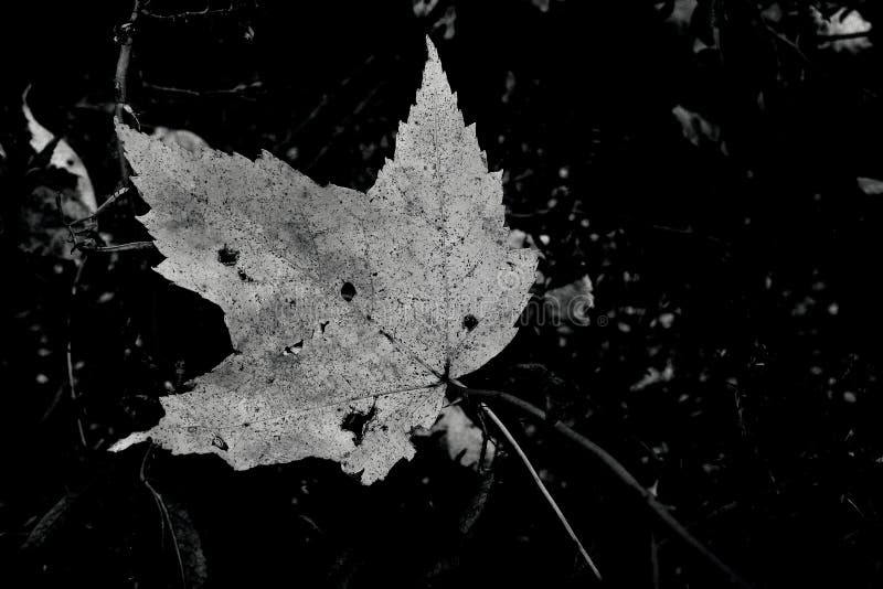 High Contrast Black and White Leaf in Natural Setting Stock Image ...