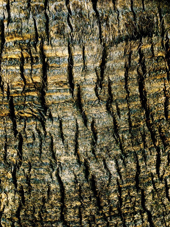 Tree Bark Closeup with High Contracts Effect Stock Image - Image of ...