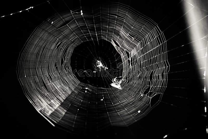 Large Spider Web and Spider Isolated on Black Background Stock Photo ...
