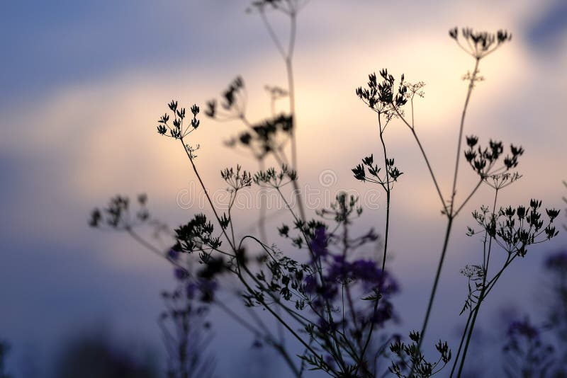 High Contrast Flower Silhouettes in Low Light Stock Image - Image of ...