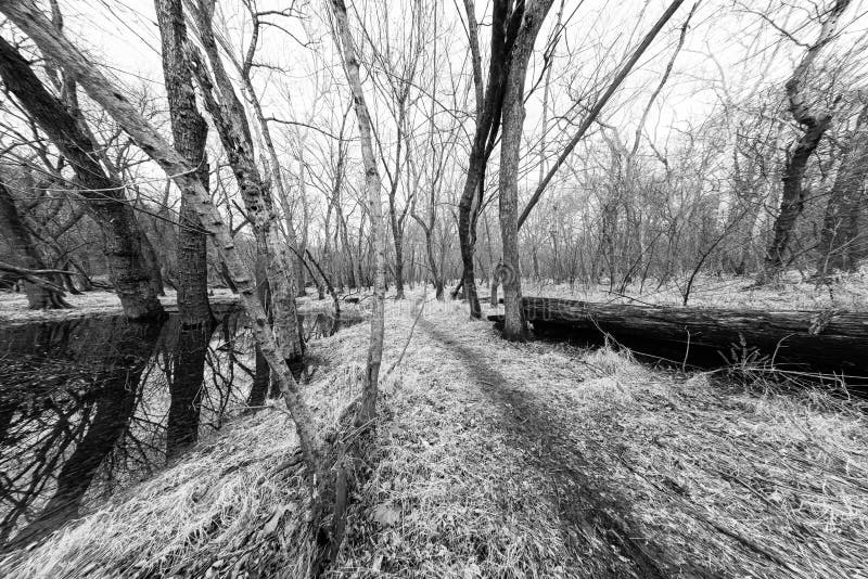 High Contrast Forest Path in Black and White Stock Image - Image of ...