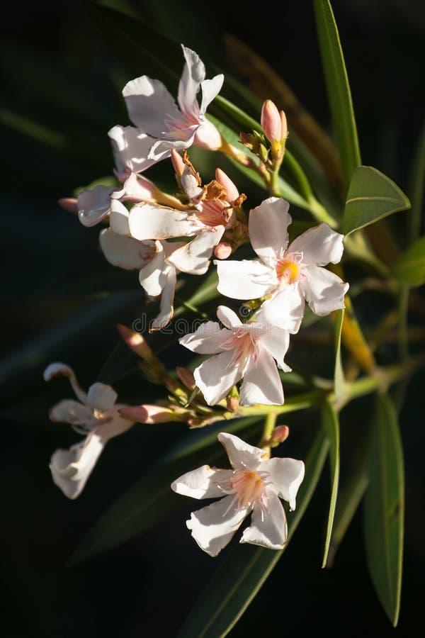 High Contrast Image of Salmon Coloured Oleander Fl Stock Image - Image ...