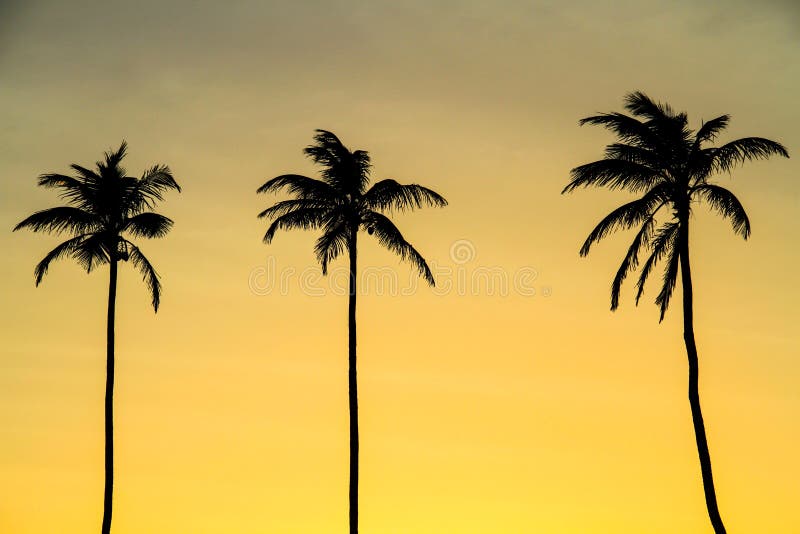 Coconut Palm Trees and Yellow Sunset Stock Photo - Image of taking ...