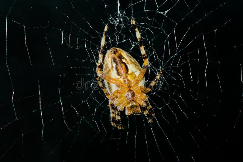 High Contrast Image Of Very Dreadful Spider Stock Image - Image of ...