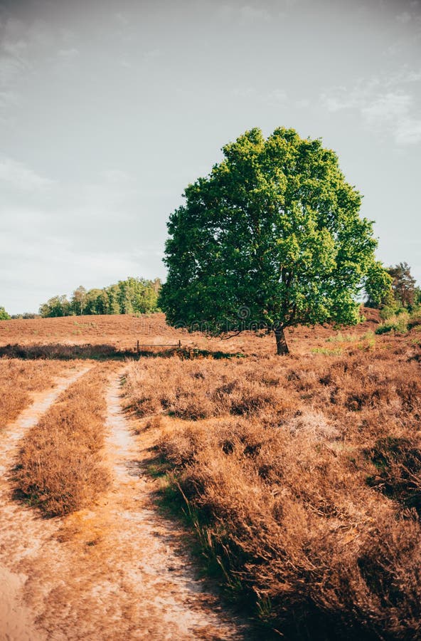 High Contrast Key Green Tree Orange Field with Tracks and Path Stock ...