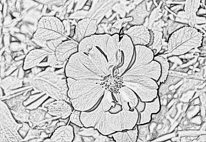 High Contrast, Monochrome Image of a Single Rose Stock Illustration ...