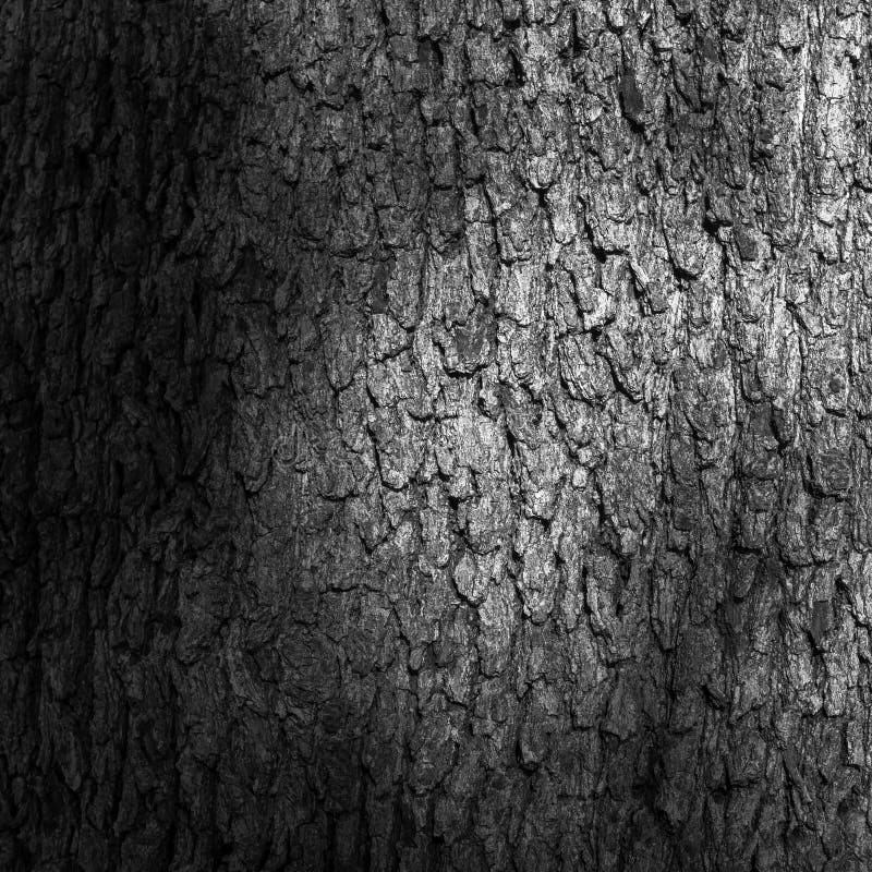 Light and Shadows on Oak Tree Bark Texture Stock Photo - Image of ...