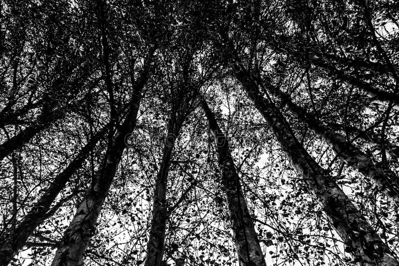 A High Contrast Photograph Looking Up at Trees Stock Image - Image of ...