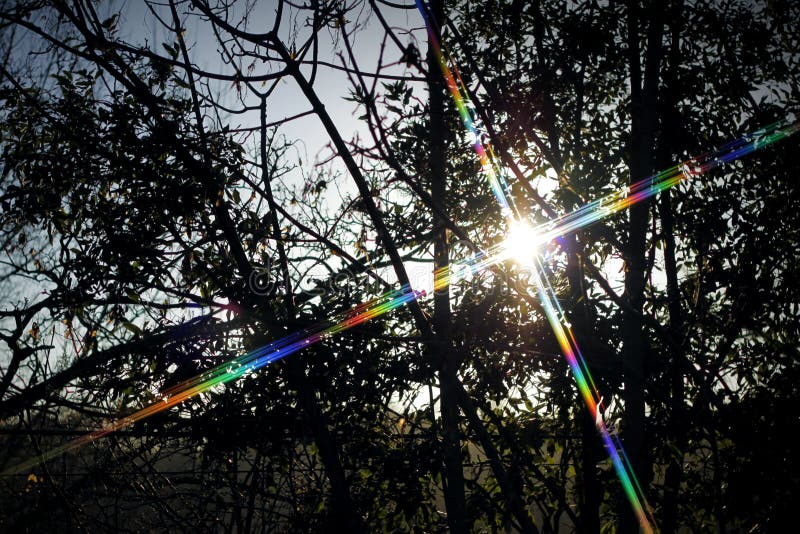 Sunrays, Tree Silhouettes, High Contrast Stock Photo - Image of nature ...