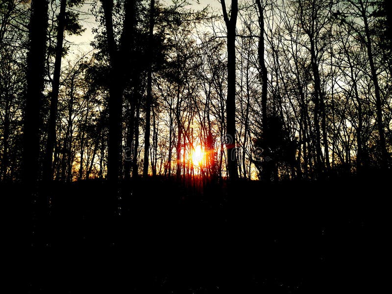 High Contrast Sunset Forest Dark Stock Image - Image of contrast, high ...