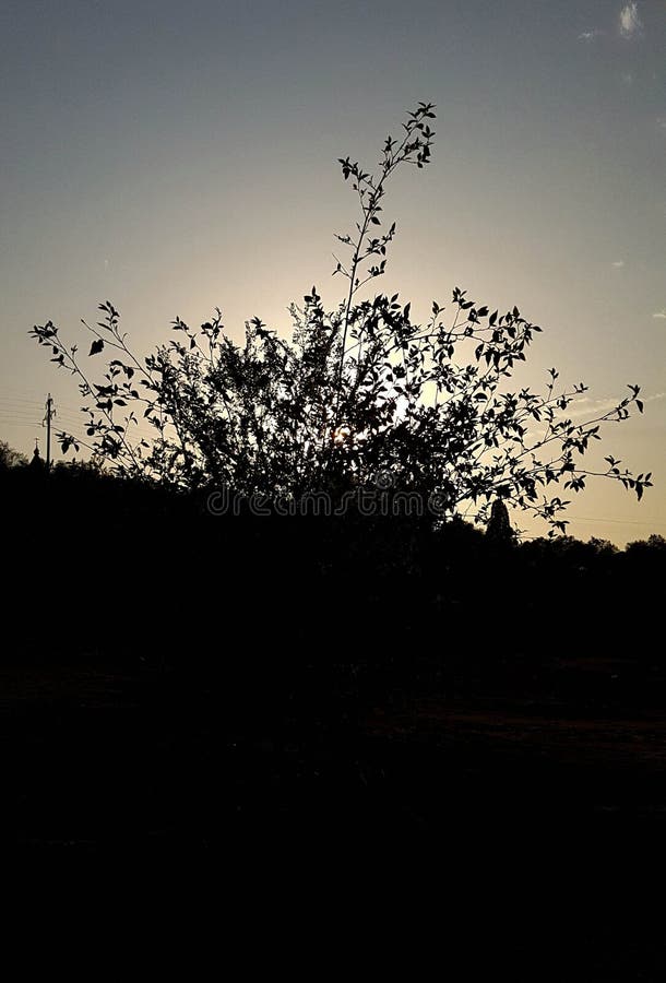 High Contrast Tree Silhouette and Sky Stock Photo - Image of natural ...