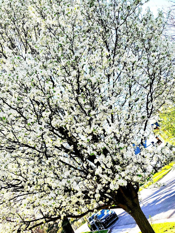 1,455 Tree Branch High Contrast Stock Photos - Free & Royalty-Free ...