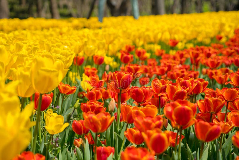 The High Contrast of Yellow and Orange Tulips Garden Stock Photo ...